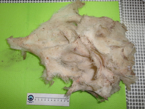 Asconema foliatum · iNaturalist