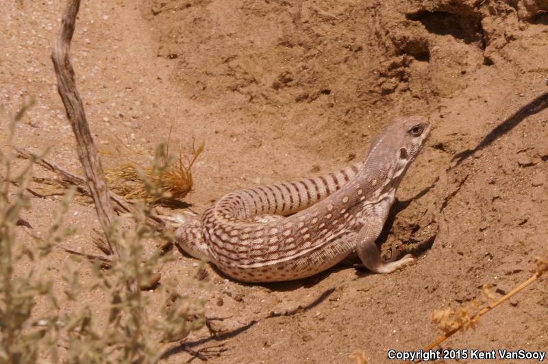 Northern Desert Iguana in April 2015 by Kent VanSooy · iNaturalist