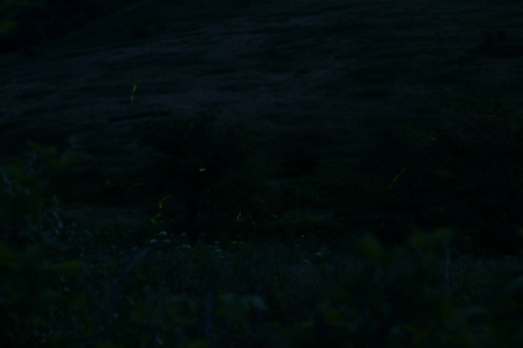 Appalachian Dot-dash Firefly from Watauga County, NC, USA on July 26 ...