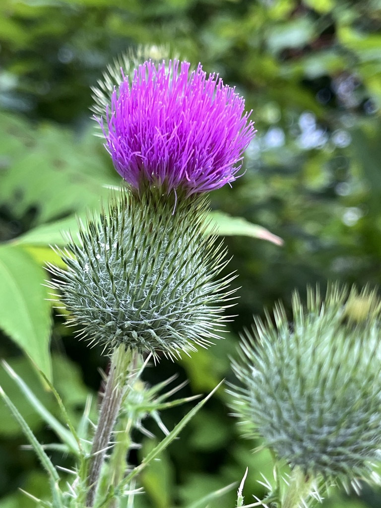 Bull Thistle from The Adirondack Preserve, Silver Bay, NY, US on July ...