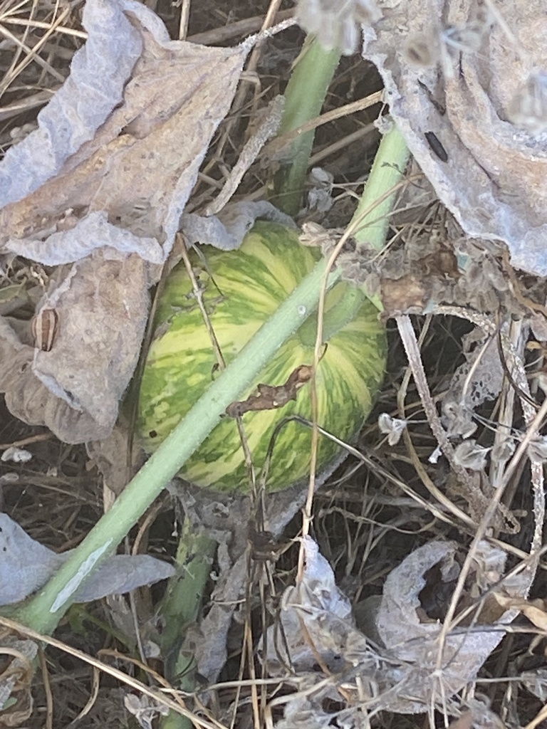 Buffalo Gourd from River Legacy Park, Fort Worth, TX, US on July 27 ...