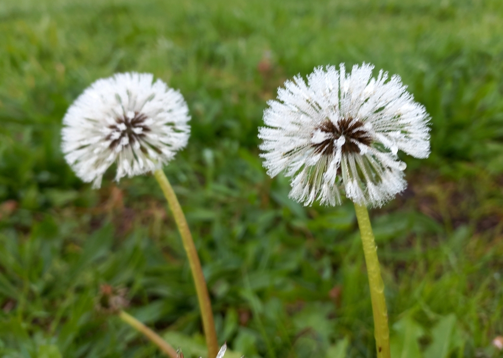 common dandelion from Belle Constantia, Cape Town, 7806, South Africa ...