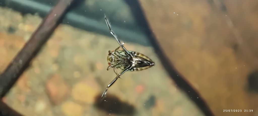 Enithares from Paduvannur, Karnataka, India on July 25, 2023 at 09:39 ...