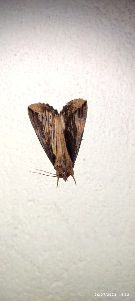 Ercheia cyllaria from Paduvannur, Karnataka, India on July 26, 2023 at ...