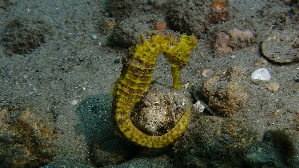 Longsnout Seahorse in July 2023 by Kevin Spingler · iNaturalist
