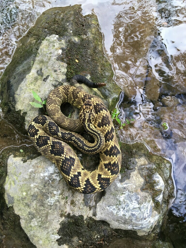 Totonacan Rattlesnake from Compostela Juárez, N.L., México on May 16 ...
