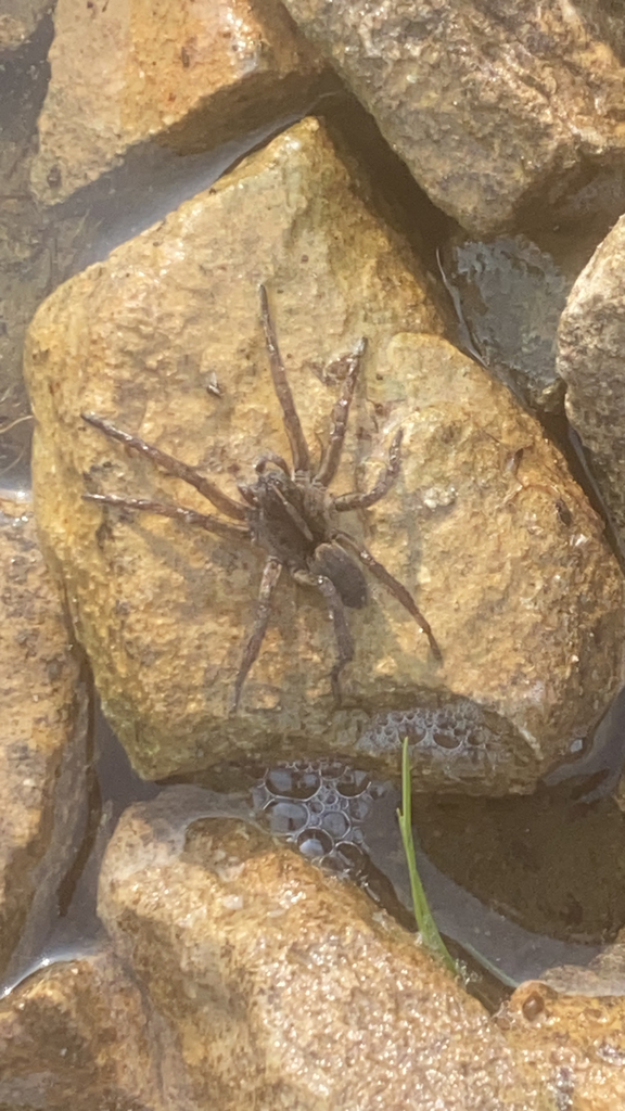 Wolf Spiders from Northeastern Manitoulin and the Islands on July 26 ...