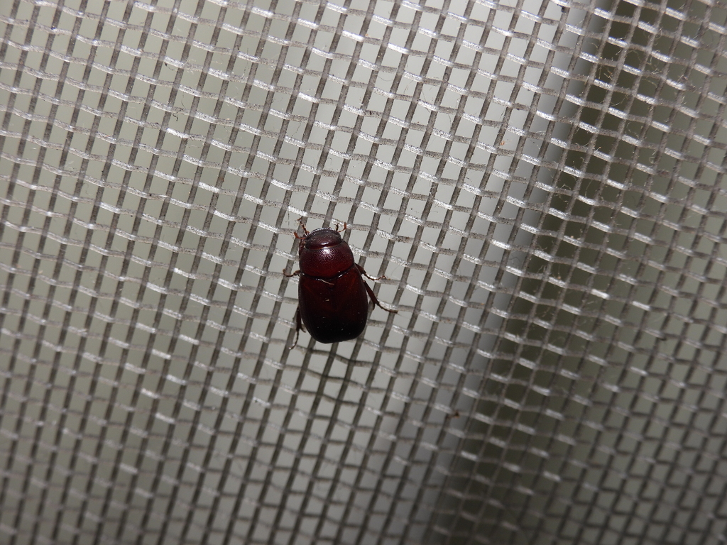 Apogonia from 974台灣花蓮縣壽豐 on May 28, 2023 at 12:24 AM by abujudy ...