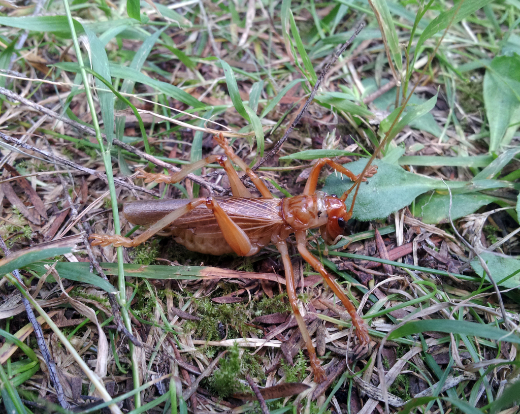 Australian raspy cricket from Firth of Thames (Western Side), Hunua ...
