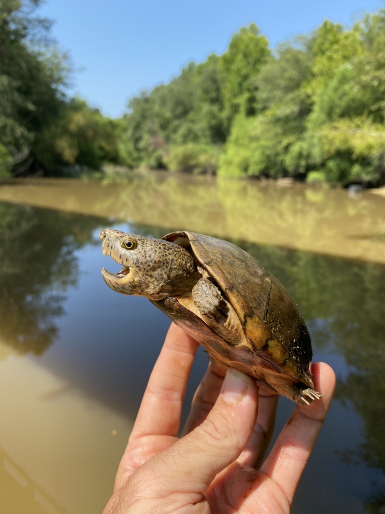 Loggerhead Musk Turtle in July 2023 by Grover J. Brown · iNaturalist