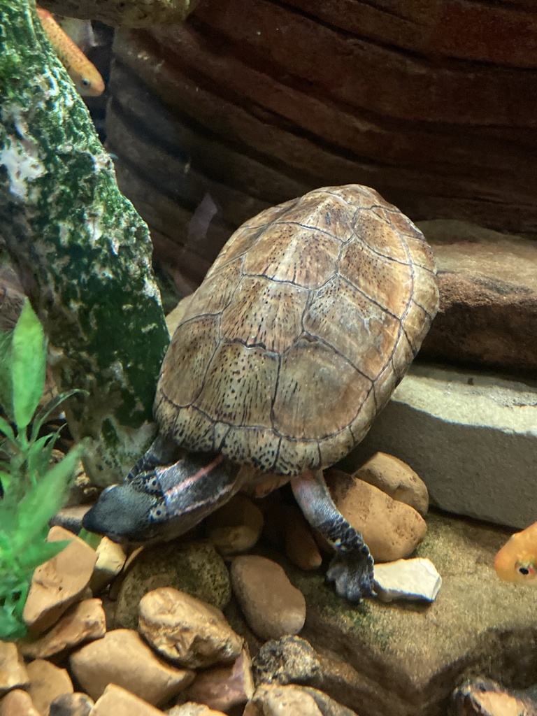 Beal's Four-eyed turtle in July 2023 by Matthew Inabinett. Tennessee ...