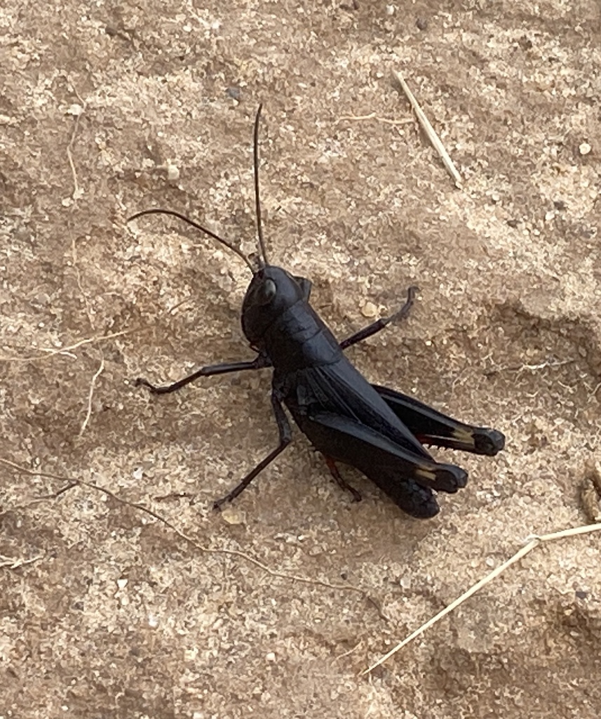 Ebony Grasshopper from Cimarron National Grasslands, Elkhart, KS, US on ...