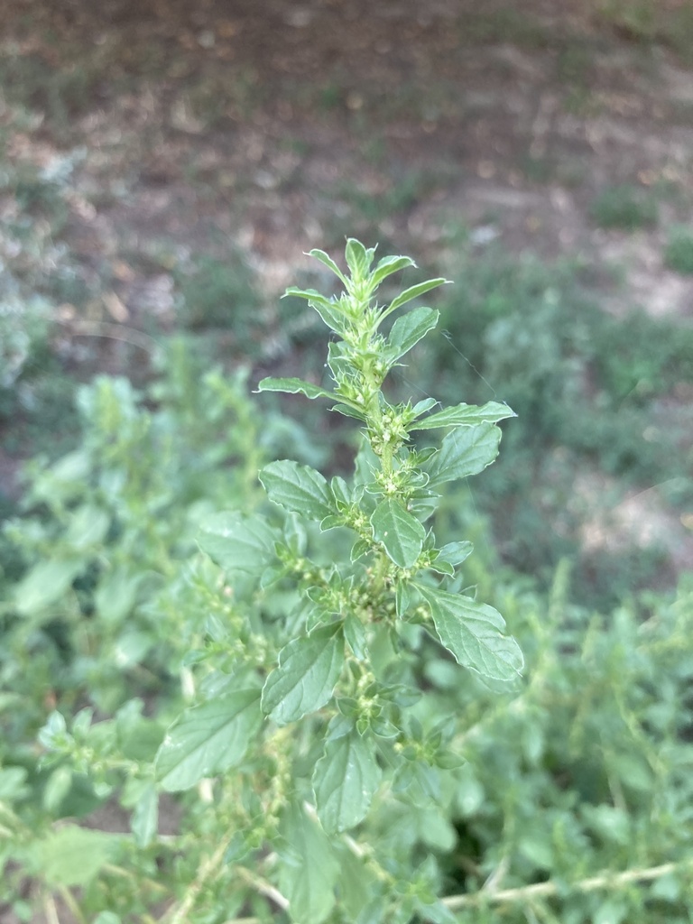prostrate pigweed from Пархоменко улица, Волгоград, Волгоградская ...