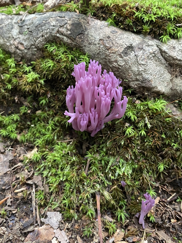 violet coral fungus from Kinnelon, NJ, US on July 27, 2023 at 10:21 AM ...