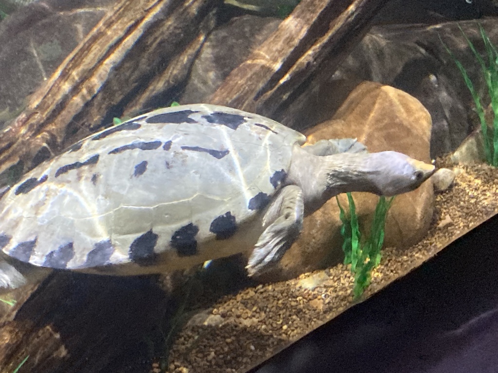 Painted Batagur in July 2023 by Matthew Inabinett. Tennessee Aquarium ...