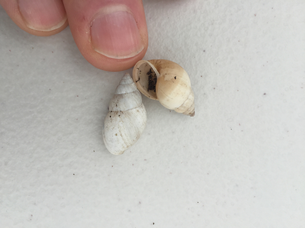 prairie rabdotus (Terrestrial Mollusks of Alabama) · iNaturalist