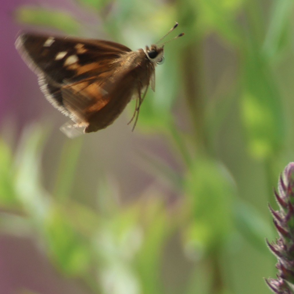 Broad-winged Skipper from Broad Channel, Queens, NY, USA on July 17 ...