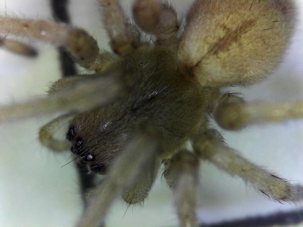 Cheiracanthium mildei (Arthropodes du CO Vuillonnex) · iNaturalist