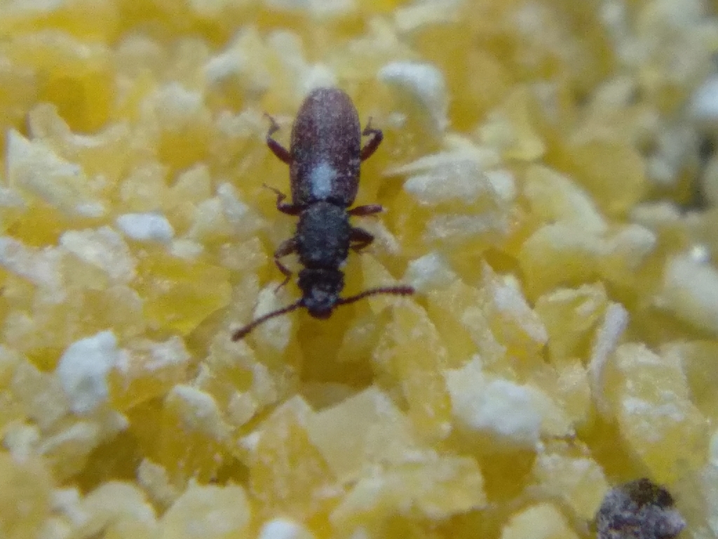 Sawtoothed Grain Beetle from Bahía Blanca, Provincia de Buenos Aires ...