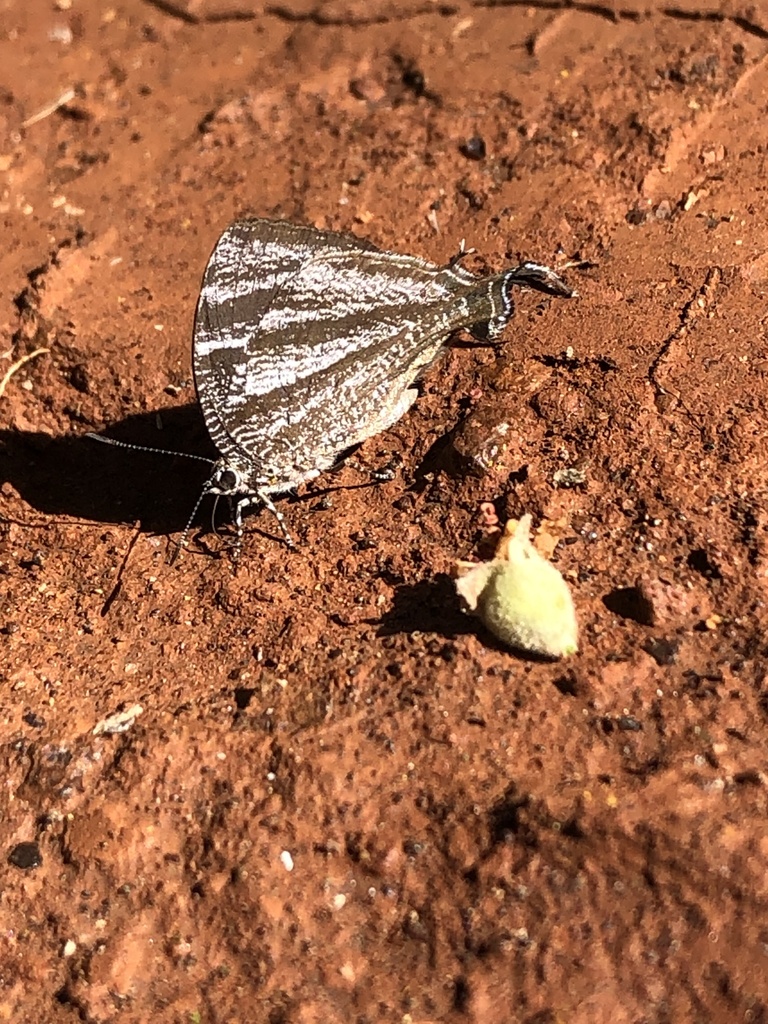 Brevianta celelata from El Soberbio, Misiones, AR on July 23, 2023 at ...