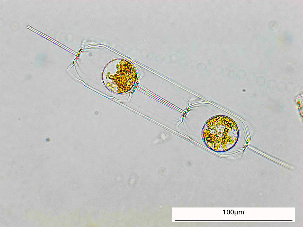 Ditylum from Seabright, Santa Cruz, CA 95062, USA on July 22, 2023 at ...