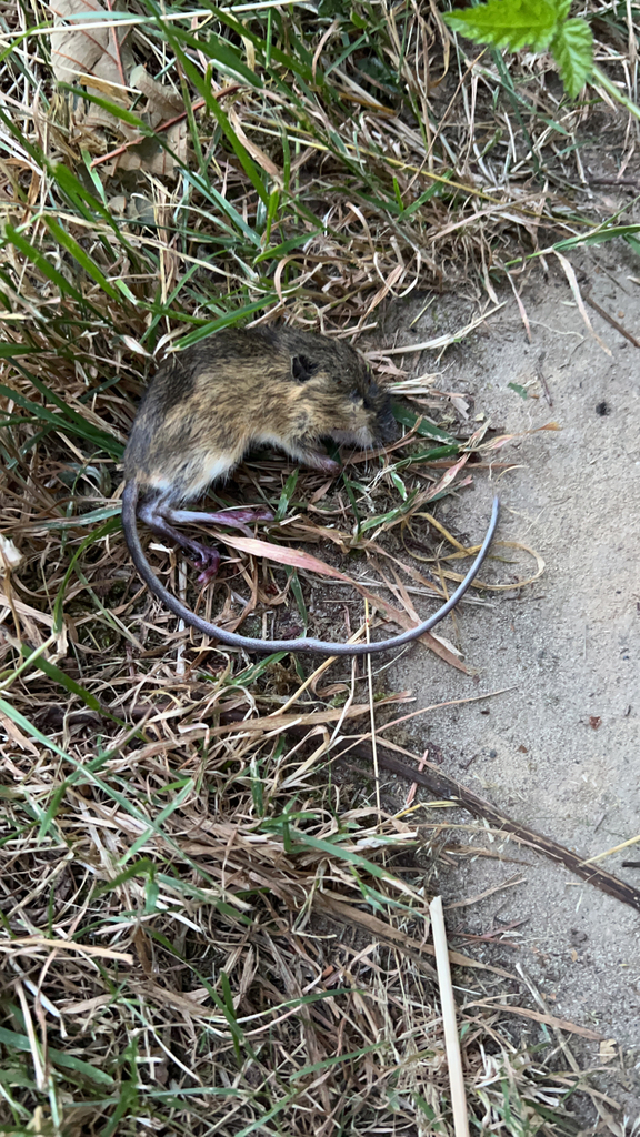 Meadow Jumping Mouse from Custer on July 23, 2023 at 08:49 PM by ...