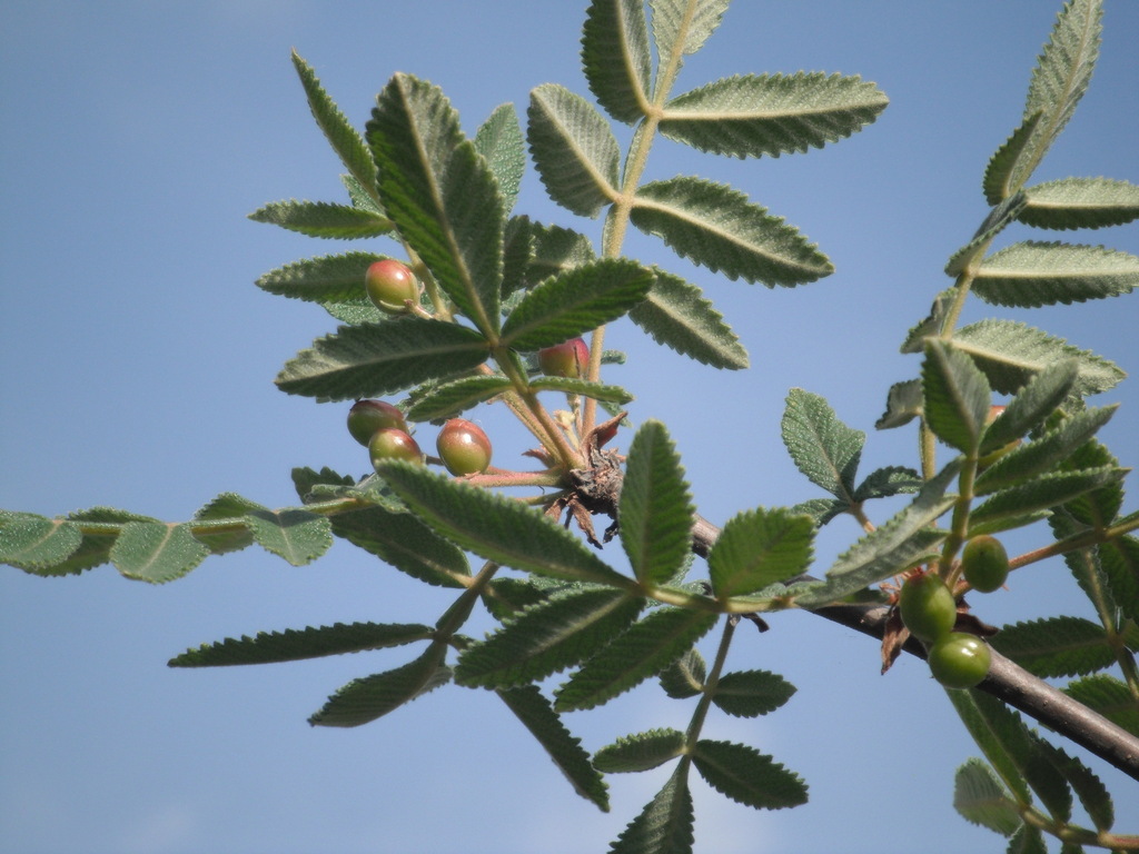 Bursera cuneata from Camino Sta. Teresa S / N, Parques del Pedregal ...