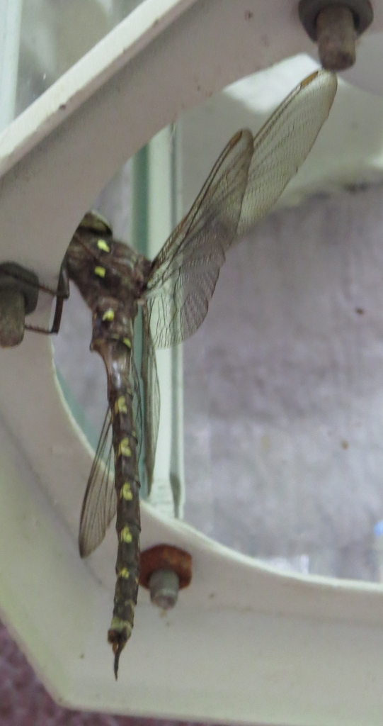 Ocellated Darner in July 2023 by Shane Mercer · iNaturalist