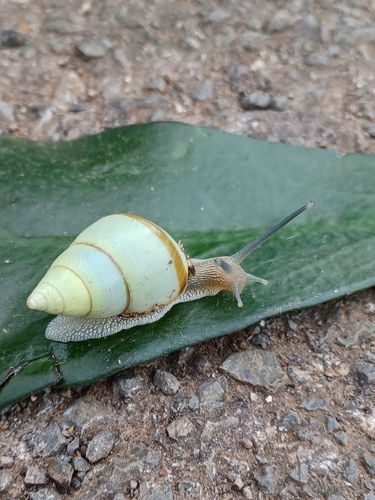Lignus alabaster · iNaturalist