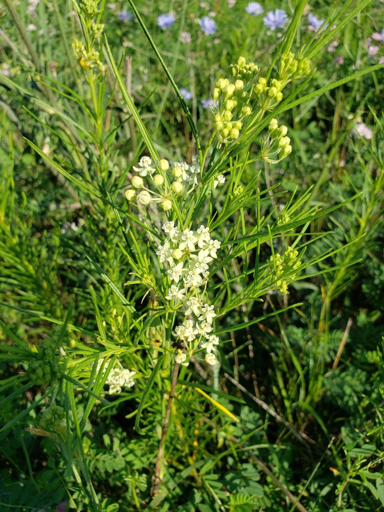 whorled milkweed from Aurora, IL 60502, USA on July 27, 2023 at 08:23 ...