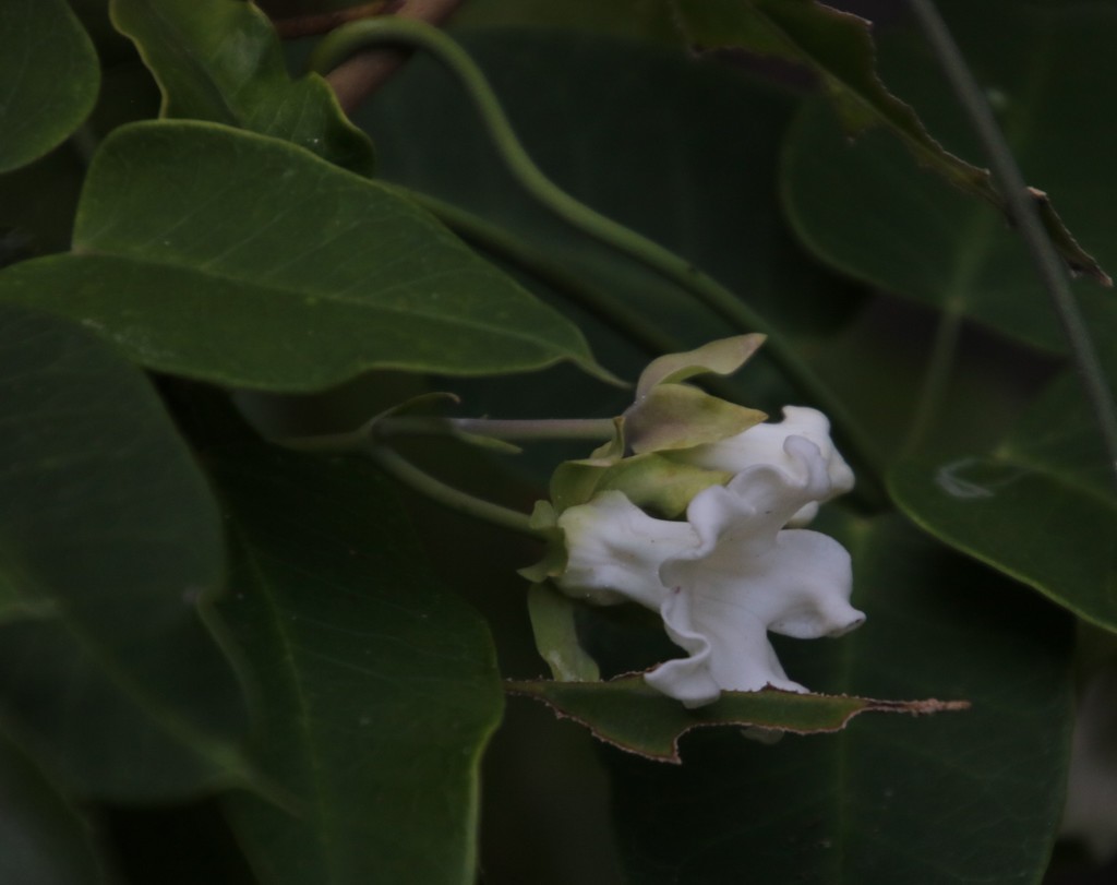 Moth Vine from Keyser River Trail, Constantia Green Belt, Cape Town on ...