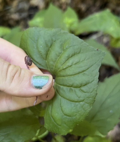 Broad-leaved Wood Violet (Viola latiuscula) · iNaturalist