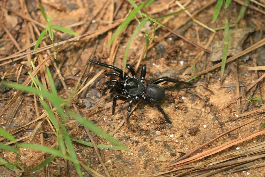 Audouin's Trapdoor Spider from Kreher Preserve & Nature Center Auburn ...