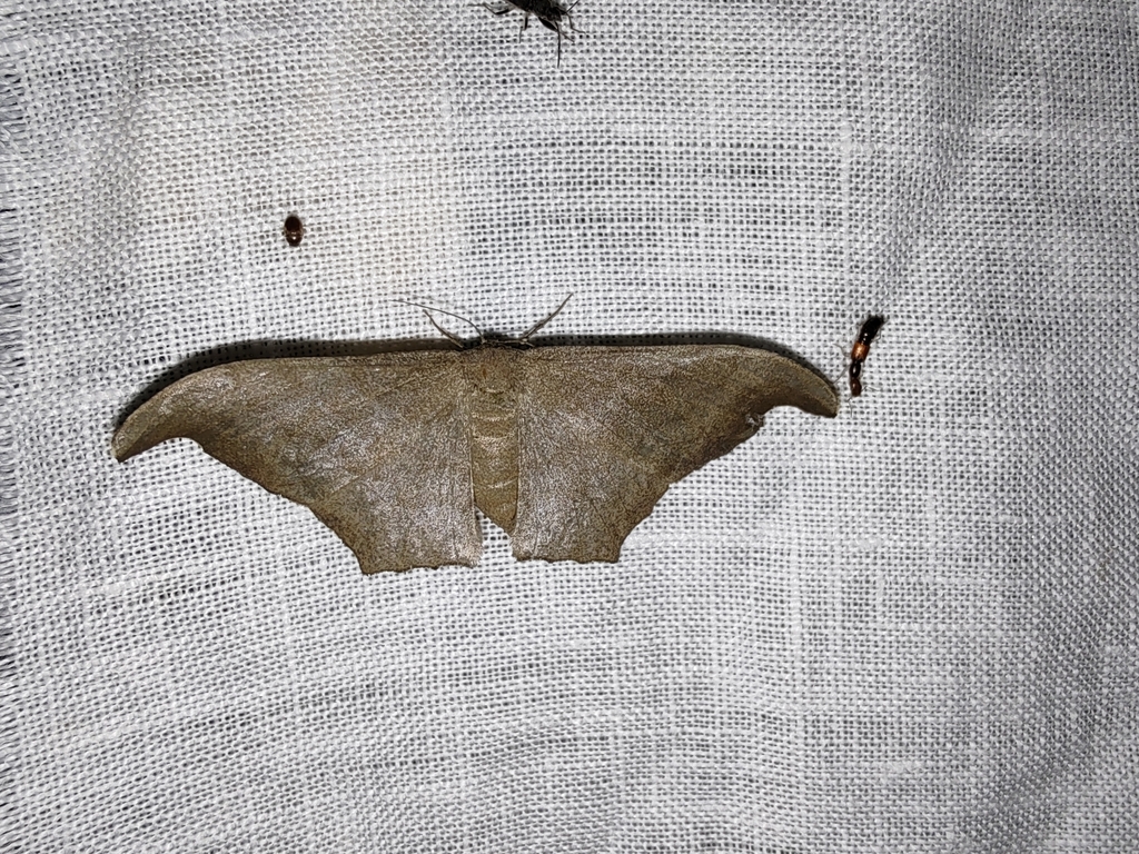 Black Looper from F6R3+F38, Maidan Garhi, New Delhi, Delhi 110068 ...