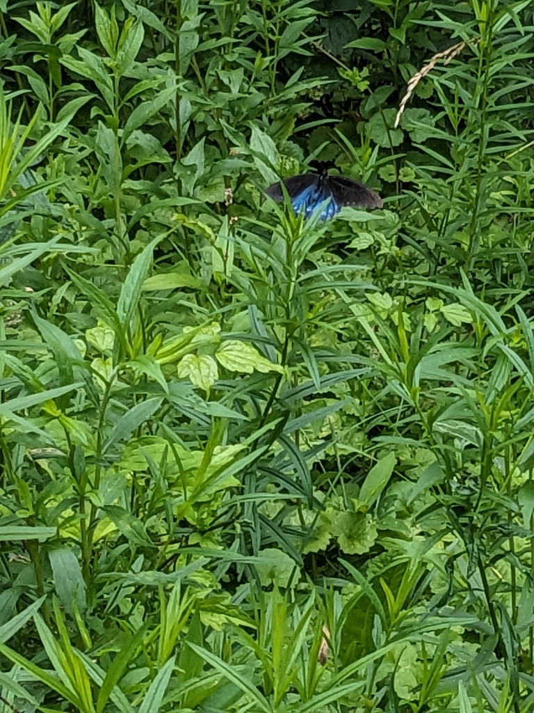 Pipevine Swallowtail from Canaan Heights, WV 26260, USA on July 27 ...