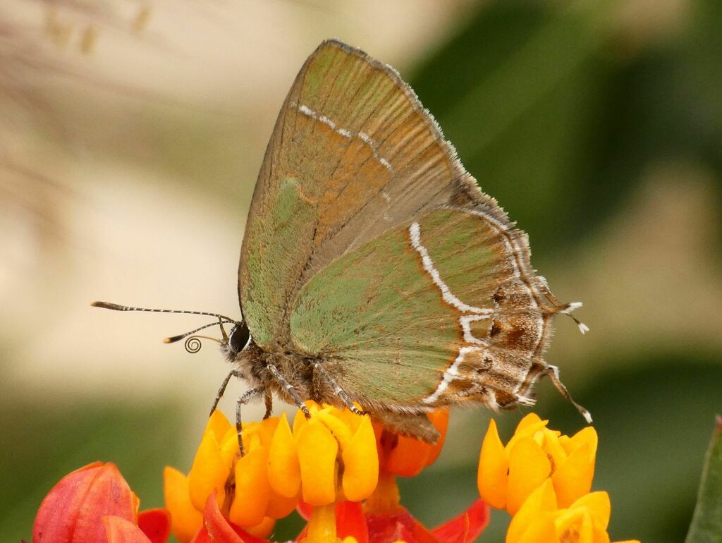 Callophrys xami xami from León, Guanajuato, Mexico on July 24, 2023 at ...