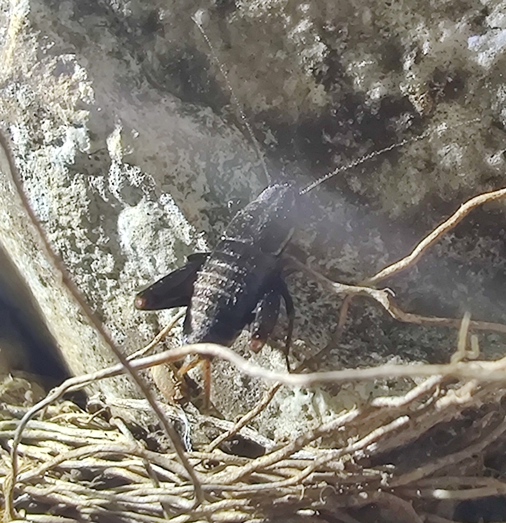 Brown Scale-cricket from 11350 Tuchan, France on July 10, 2023 at 10:33 ...