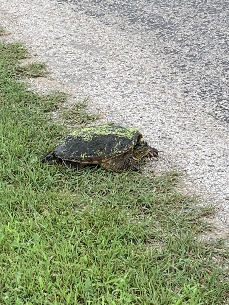 Common Snapping Turtle from Norfolk County, ON, CA on July 27, 2023 at ...