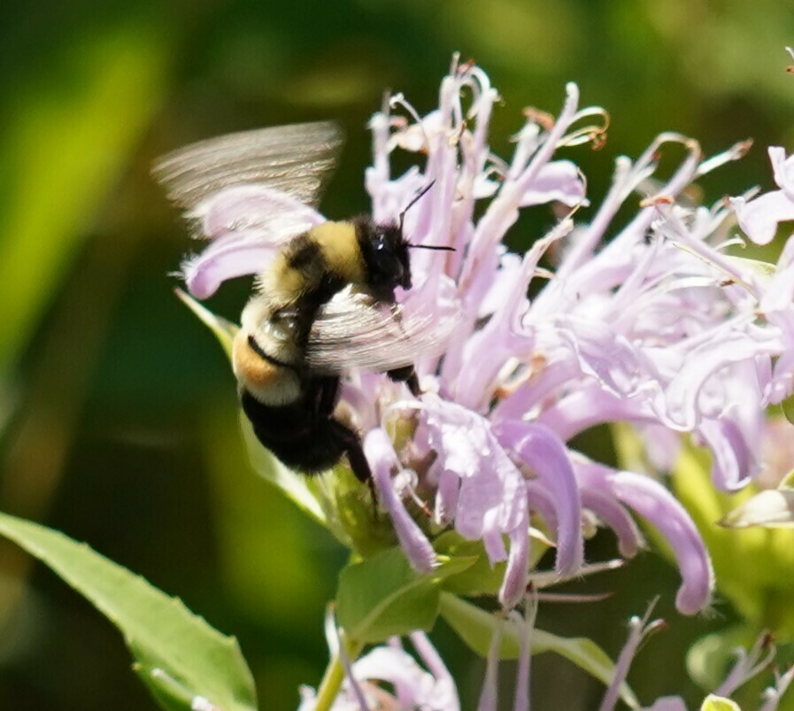 Rusty-patched Bumble Bee in July 2023 by Brandie Dunn · iNaturalist