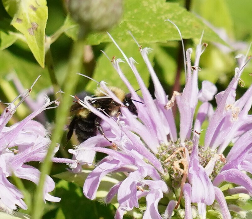 Bumble Bees from McHenry County, IL, USA on July 27, 2023 at 01:18 PM ...