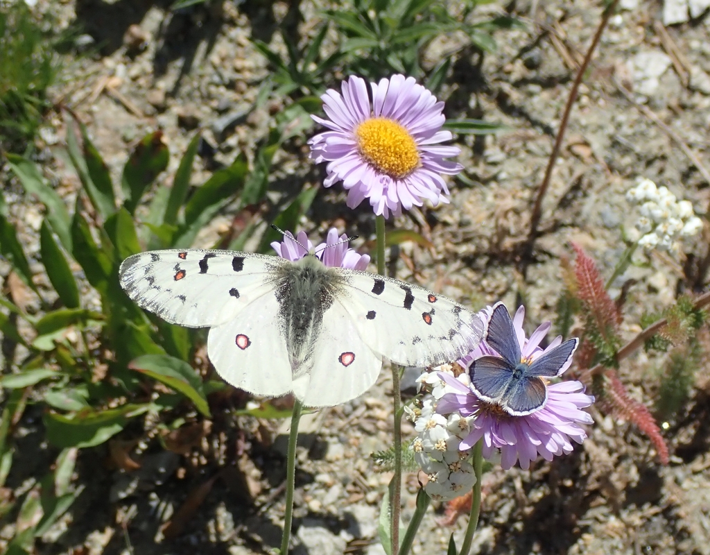 Rocky Mountain Parnassian from Okanogan County, WA, USA on July 26 ...