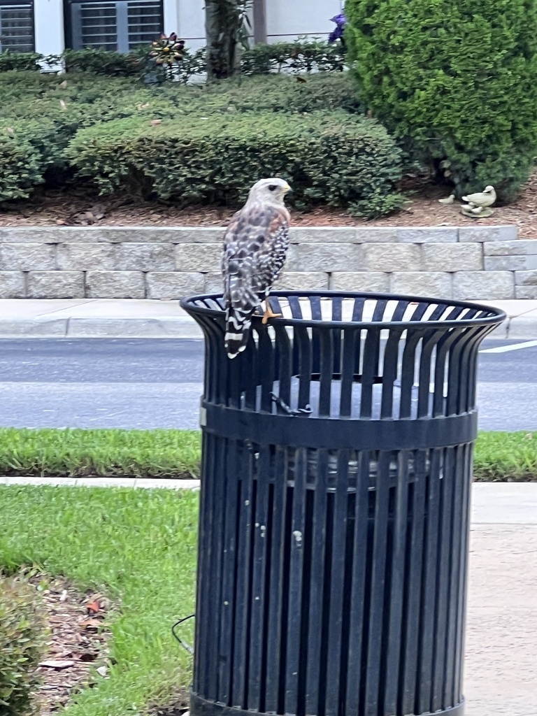Red-shouldered Hawk from Randon Terr, Lake Mary, FL, US on July 27 ...