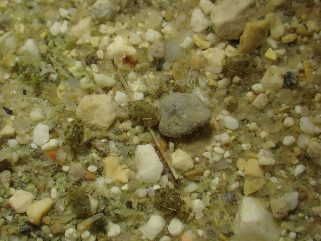 Micronecta from Bel-Air, 75012 Paris, France on July 27, 2023 at 07:31 ...