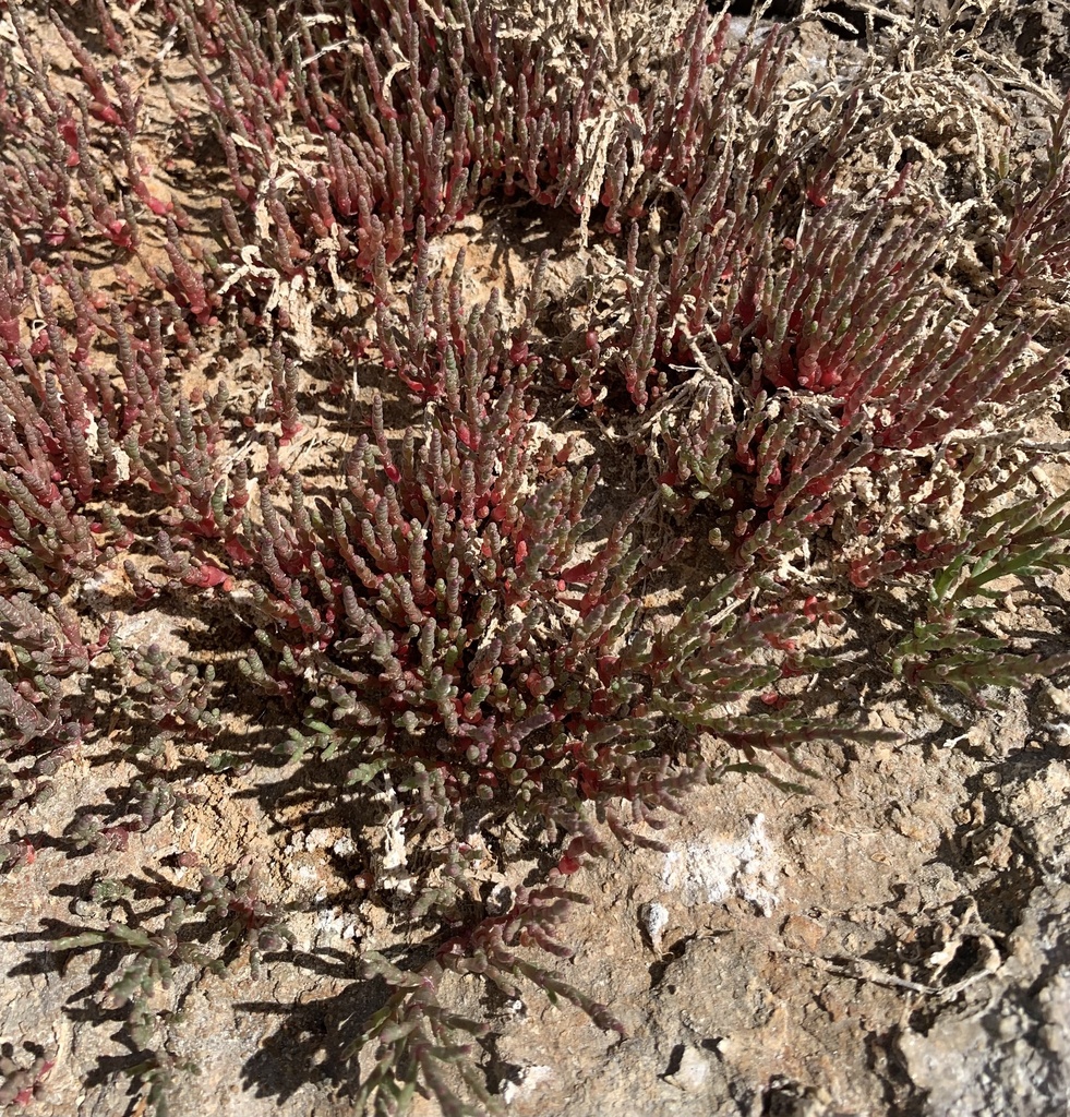 red glasswort from Park County, US-CO, US on July 27, 2023 at 10:56 AM ...