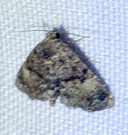 Butterflies and Moths from Snow Hill, MD 21863, USA on July 26, 2023 at ...