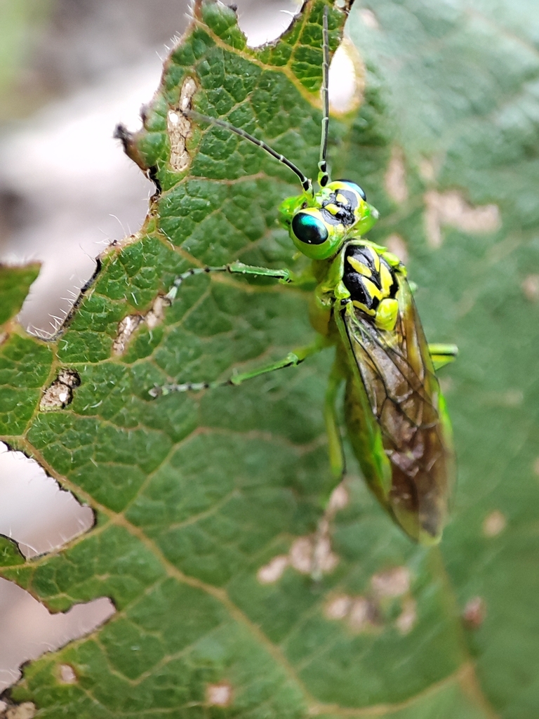 Narrow-striped Rhogogaster from Нерусса, Брянская обл., Россия, 242180 ...