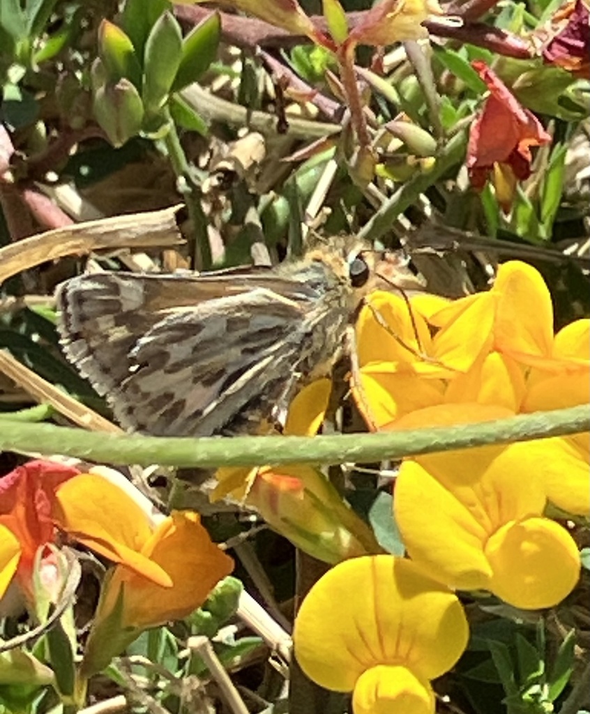 Sandhill Skipper from Coast Guard Island, Alameda, CA, US on July 25 ...