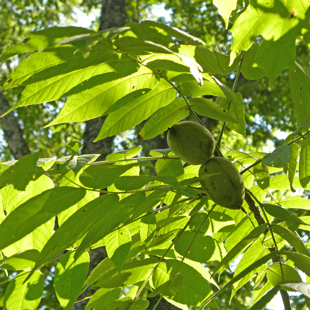 Butternut in July 2023 by M. Whitson. As you can tell by the number of ...