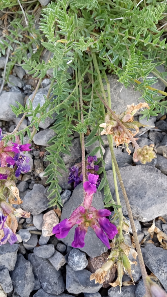 Saint John River locoweed from Raleigh, NL, Canada on July 26, 2023 at ...