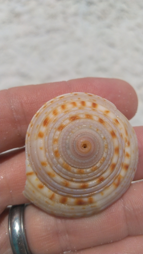 Common Sundial from Cape San Blas, FL 32456, USA on July 27, 2023 at 12 ...